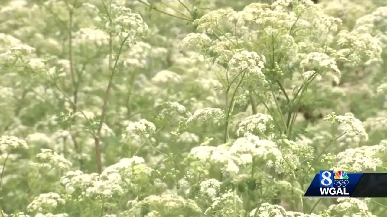 Invasive, dangerous plant blooming in Pennsylvania - YouTube
