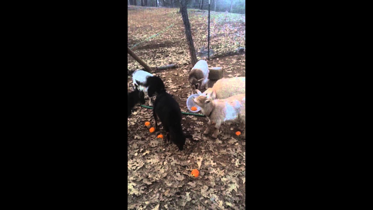 Goats eating oranges - YouTube
