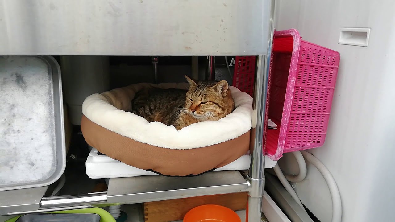 [cat]Zzz...Zzz...Wake up#11 - YouTube