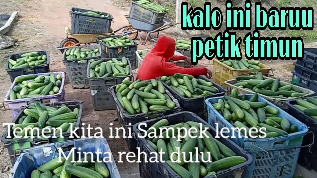 panen timun memuaskan - YouTube