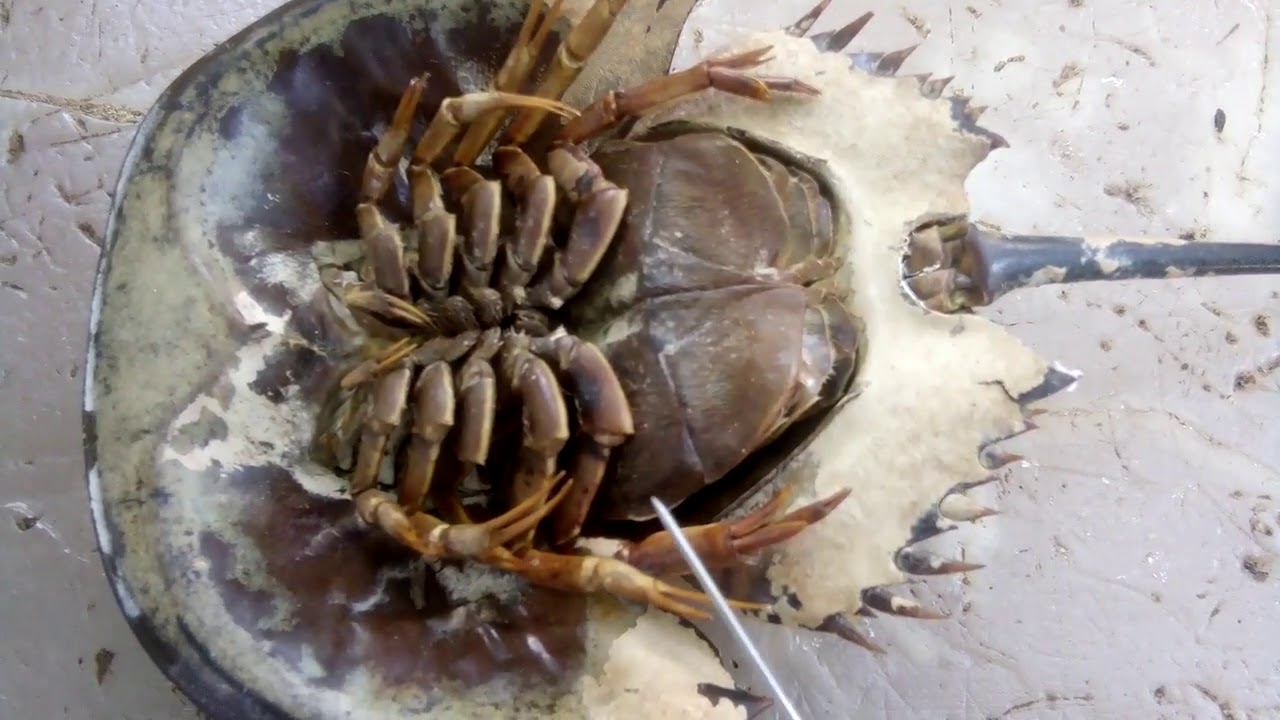 Limulus sp (Mimi mintuno) - YouTube