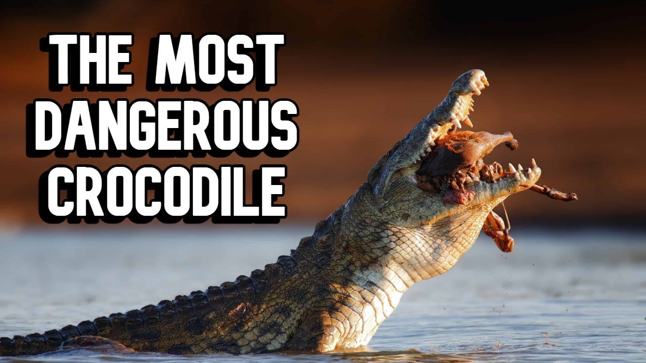Gustave Crocodile World's Largest Crocodile Captured And Killed