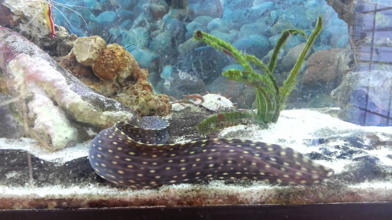 Jeweled Moray Eel Lurking - YouTube