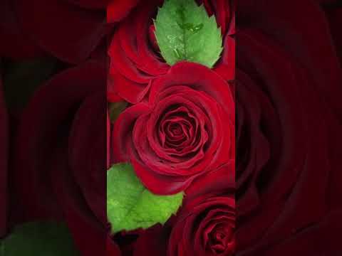 Beautiful red roses picture image for statues dps - YouTube