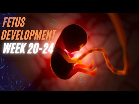 Fetal Development: Week 20-24 Explained - YouTube