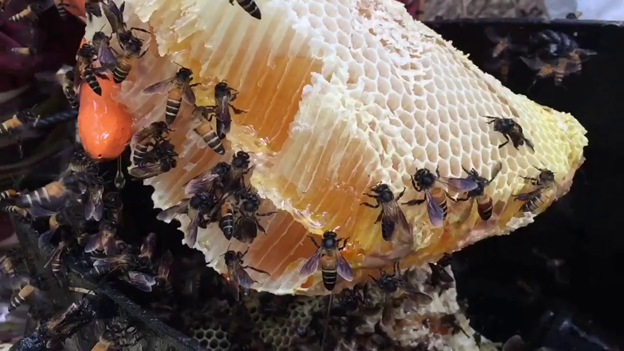 Apis dorsata honey on slow motion , - YouTube