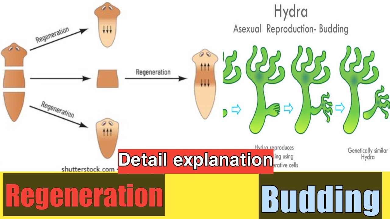 Class 10 chapter 7 | How do organisms reproduce | Asexual reproduction ...