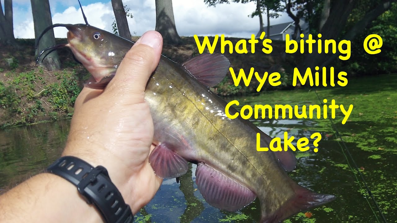 What's biting @ Wye Mills Community Lake? - YouTube