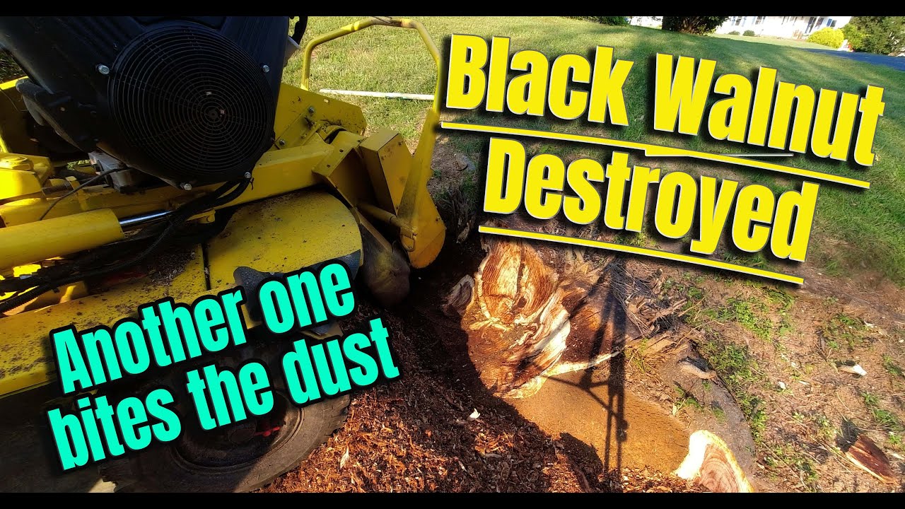 Black Walnut Stump Removal - YouTube