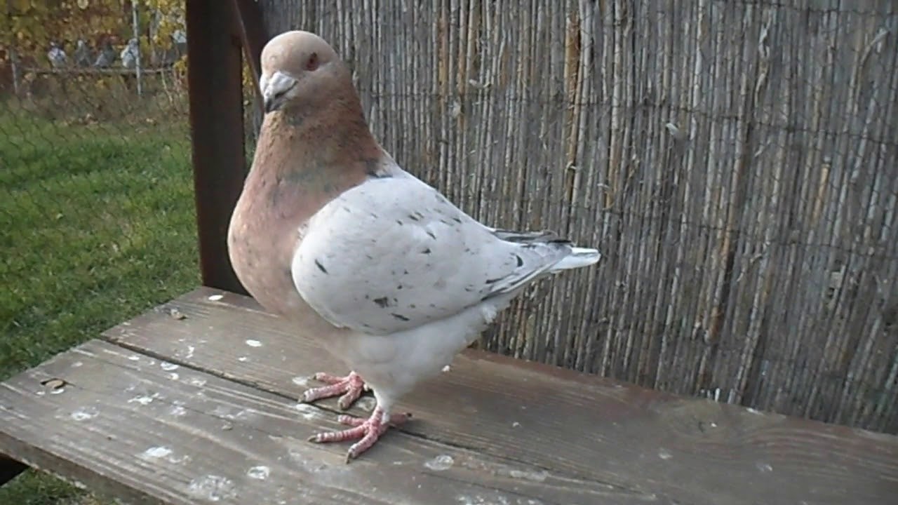 American Giant Homer 025 - YouTube