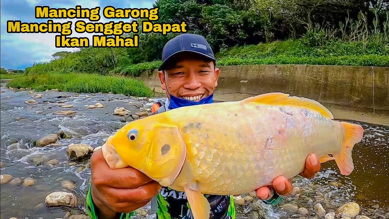 Mancing Garong Mancing Sengget Dapat Ikan Mahal - YouTube