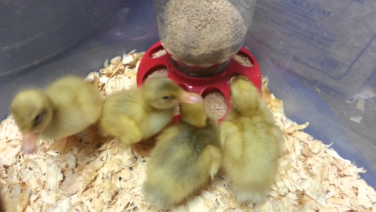 Indian Runner Ducklings, less peeping, more eating - YouTube