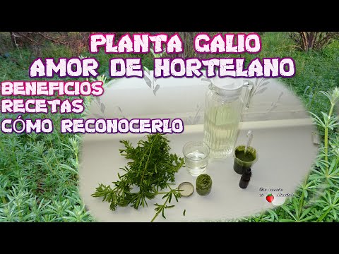 Cuida de tus Riñones, Hígado, Páncreas y Bazo, con esta Planta| GALIUM APARINE