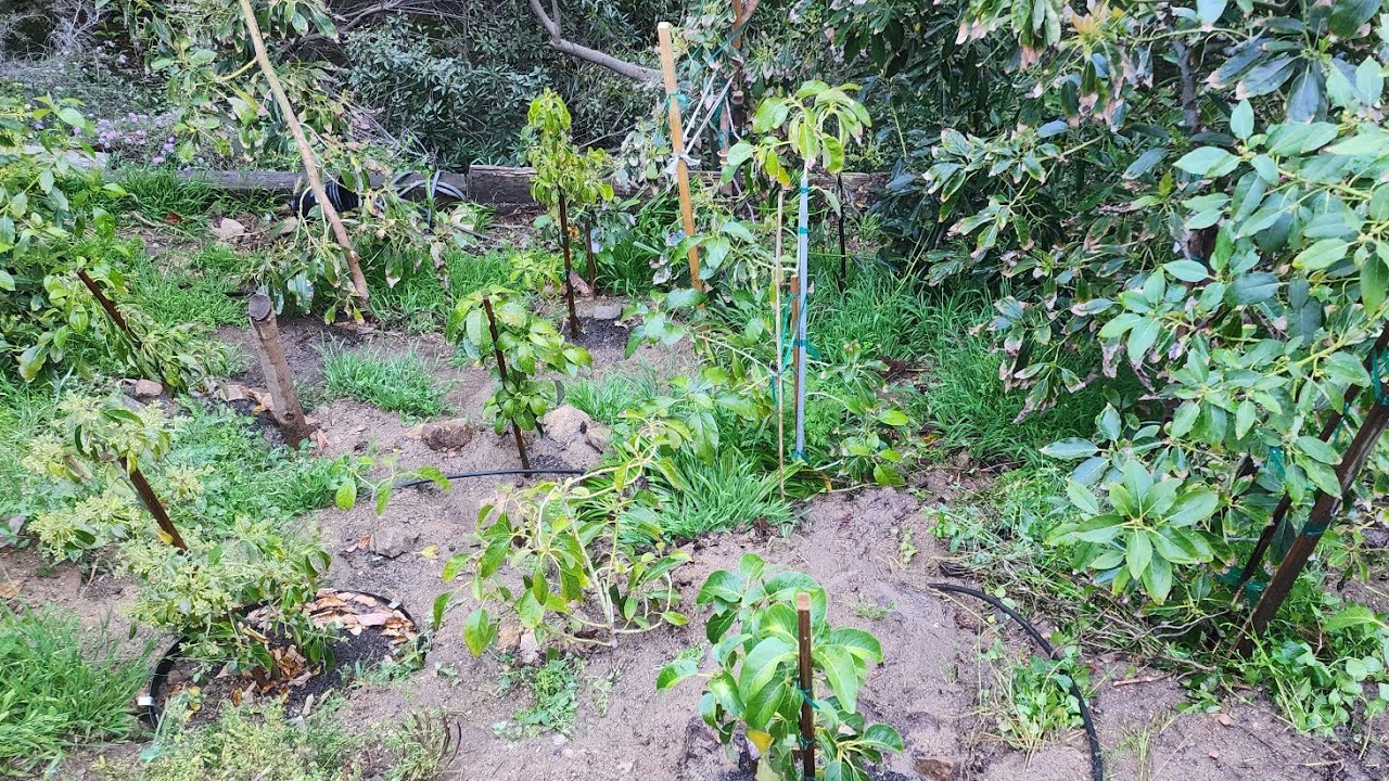 What Avocado Tree Varieties Did I Add to my Avocado Grove? 🥑 Also, an ...