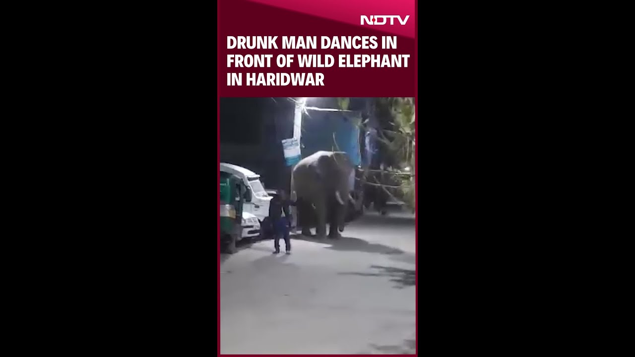 Drunk Man Dances In Front Of Wild Elephant In Haridwar - YouTube