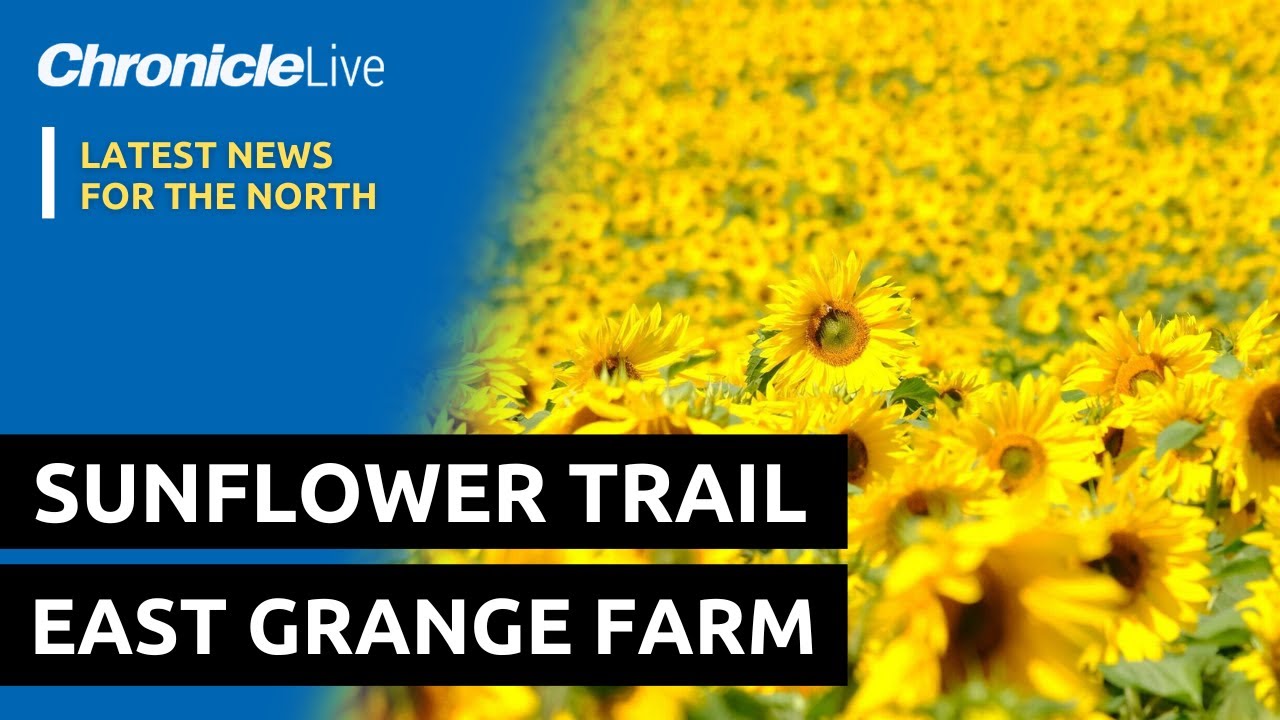 North East's 'Biggest Sunflower Trail' Puts On A Stunning Show - YouTube