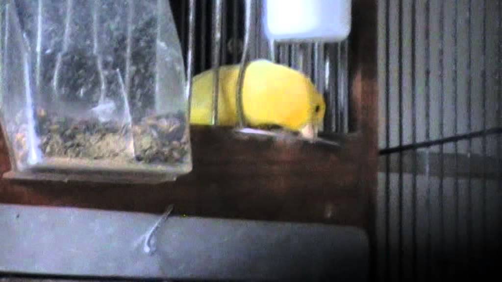 Harz Roller Canaries 2015 - YouTube