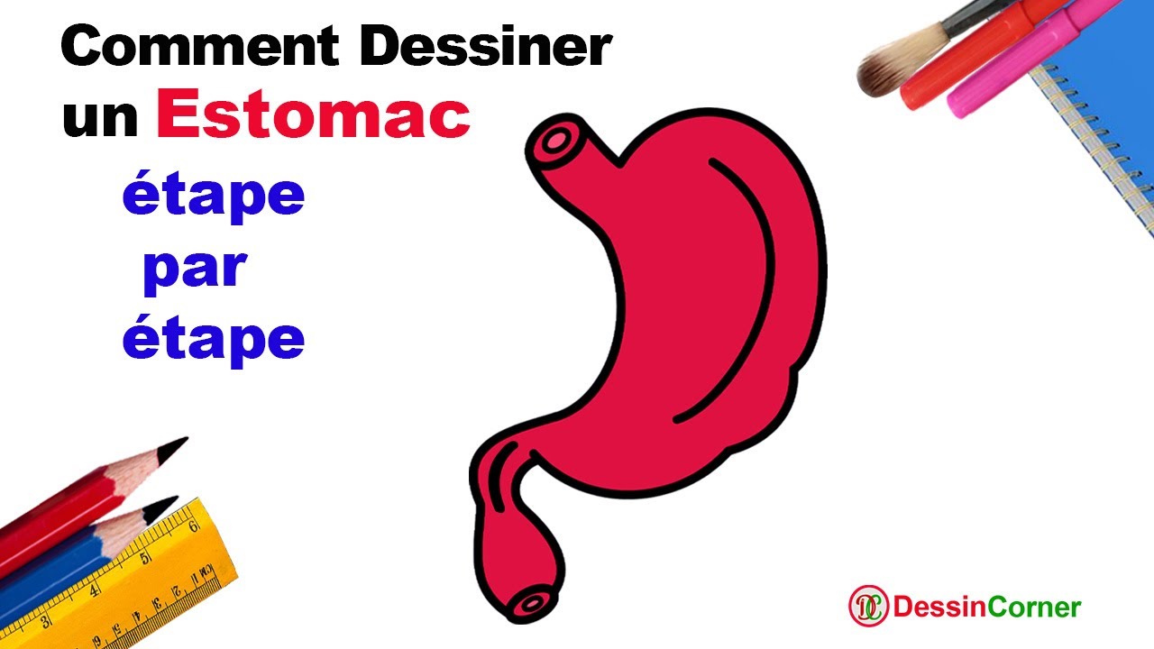 Comment Dessiner un Estomac - YouTube