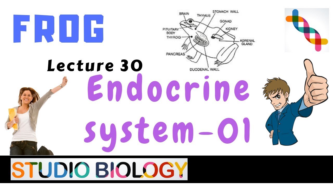 Class 11-Zoology Lectures-Discuss the Endocrine system-I & types of ...