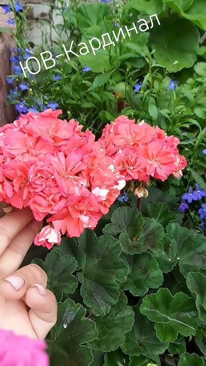 пеларгония ЮВ-Кардинал#пеларгония#flower #домашниецветы - YouTube