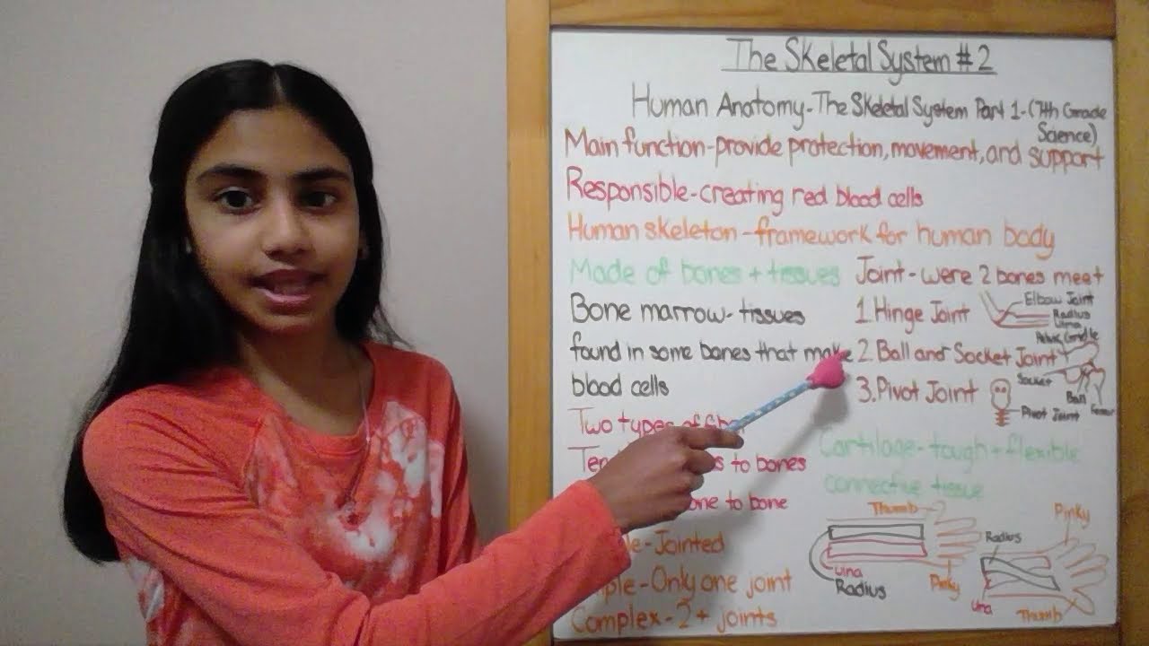 Human Anatomy - The Skeletal System Part 2 - (7th Grade Science) - YouTube