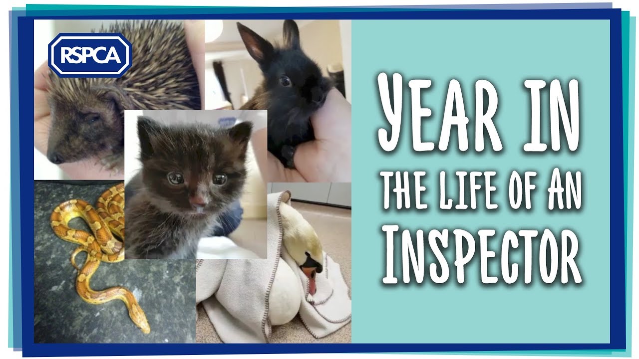 Year in the life of an RSPCA Inspector - YouTube