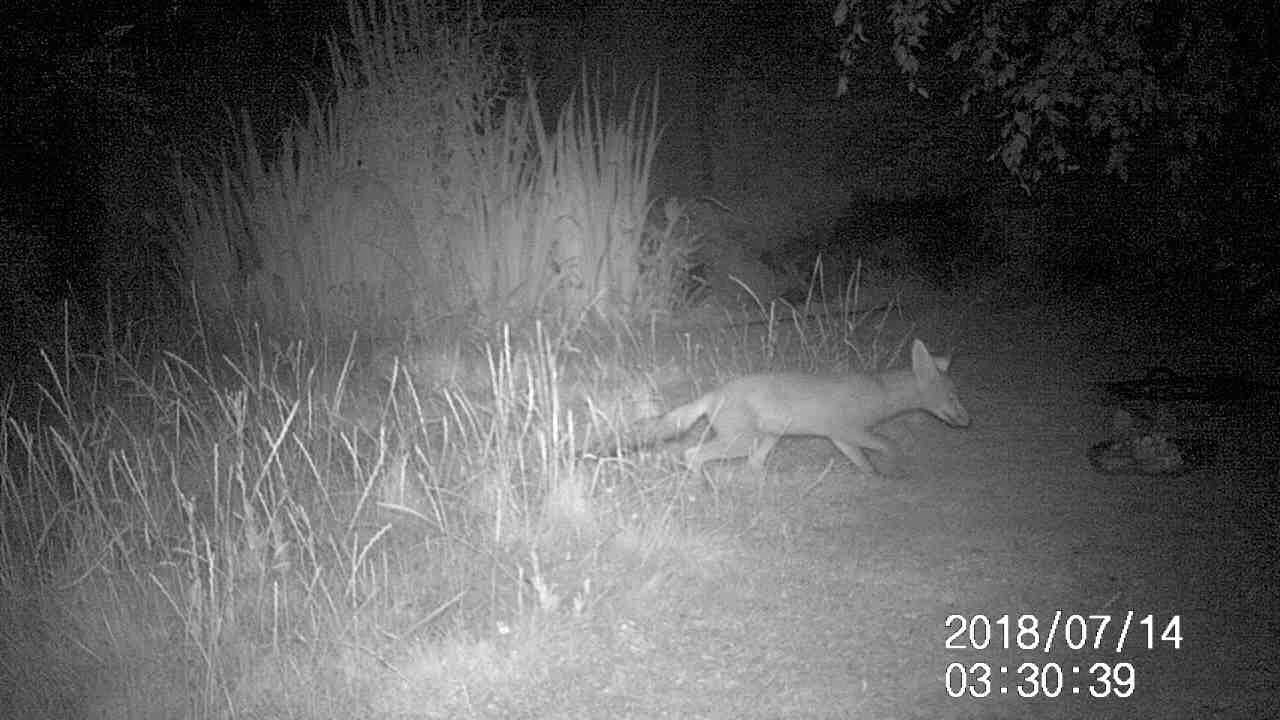 Fox Cam, UK - YouTube