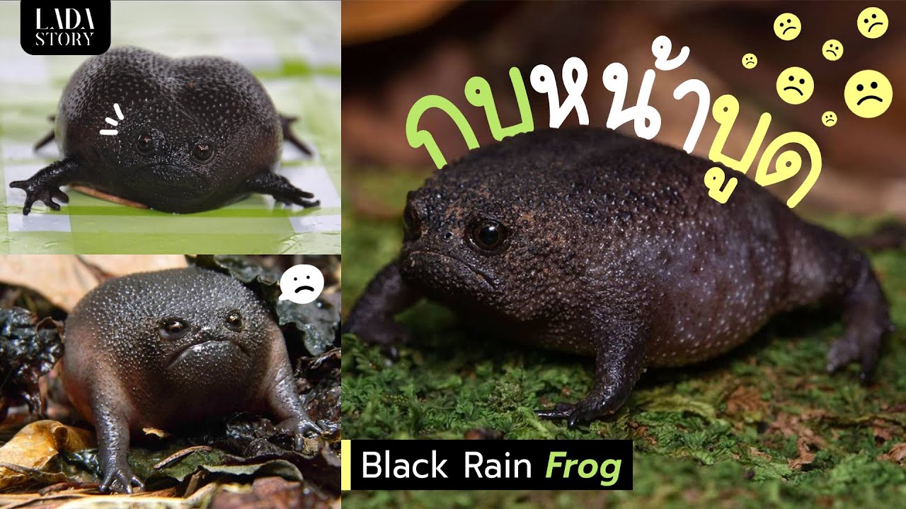 น้องกบหน้าบูด 🙁 ...ใกล้สูญพันธุ์ | Black Rain Frog - YouTube