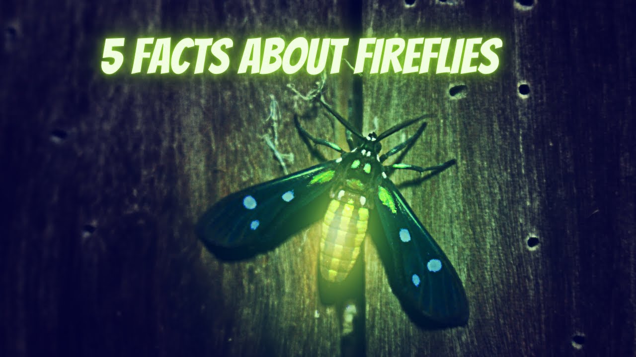 5 Facts about Firefly - YouTube