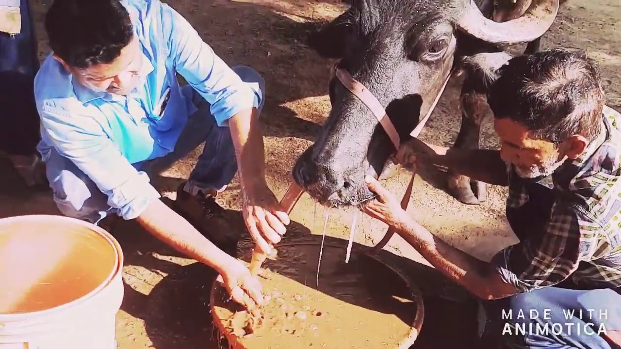 Impaction of rumen | inserting tube in stomach | - YouTube