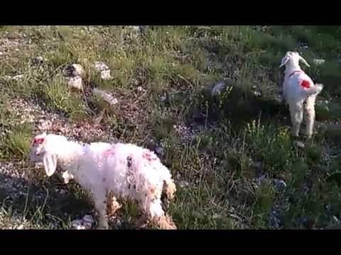 Sevimli Oğlaklar-Sweety Goats