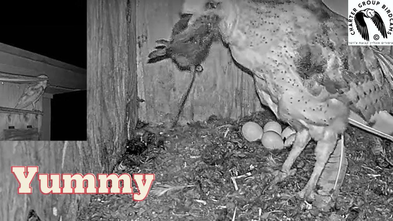 Breathtaking: Majestic Barn Owl Devours Enormous Rat - YouTube