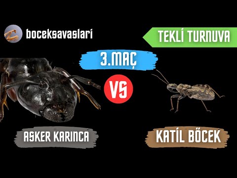 TEKLİ TURNUVA | ASKER KARINCA VS KATİL BÖCEK | 3.MAÇ