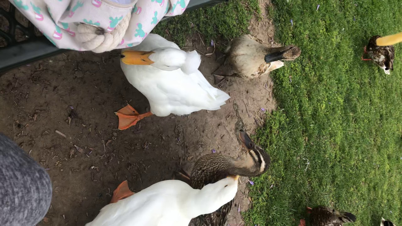 duck attack - YouTube