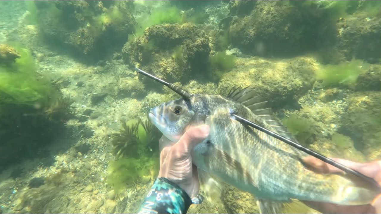 Monster Bream and Flathead Spearfishing!!! (thousands of baitfish ...