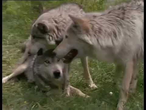 Canavarlar haqqında senedli film