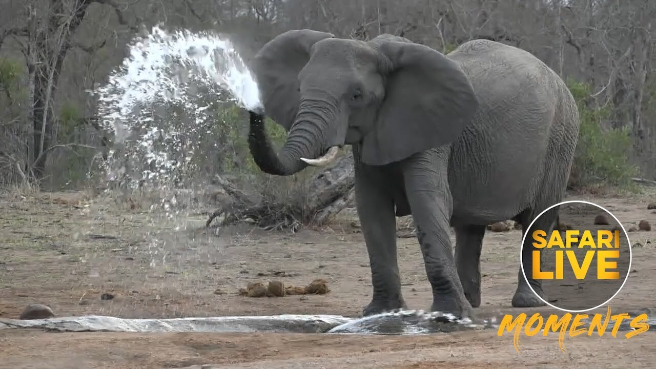 Sunday Funday: Elephant Sprinkler System! - YouTube