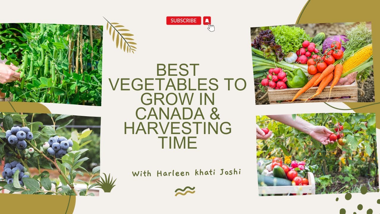 Best vegetables to grow in Ottawa,ON, Canada and Harvesting time - July ...