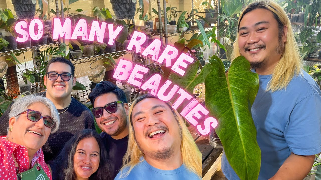 Plants.Choto Open House Showcasing Rare Aroids and Hoya - YouTube
