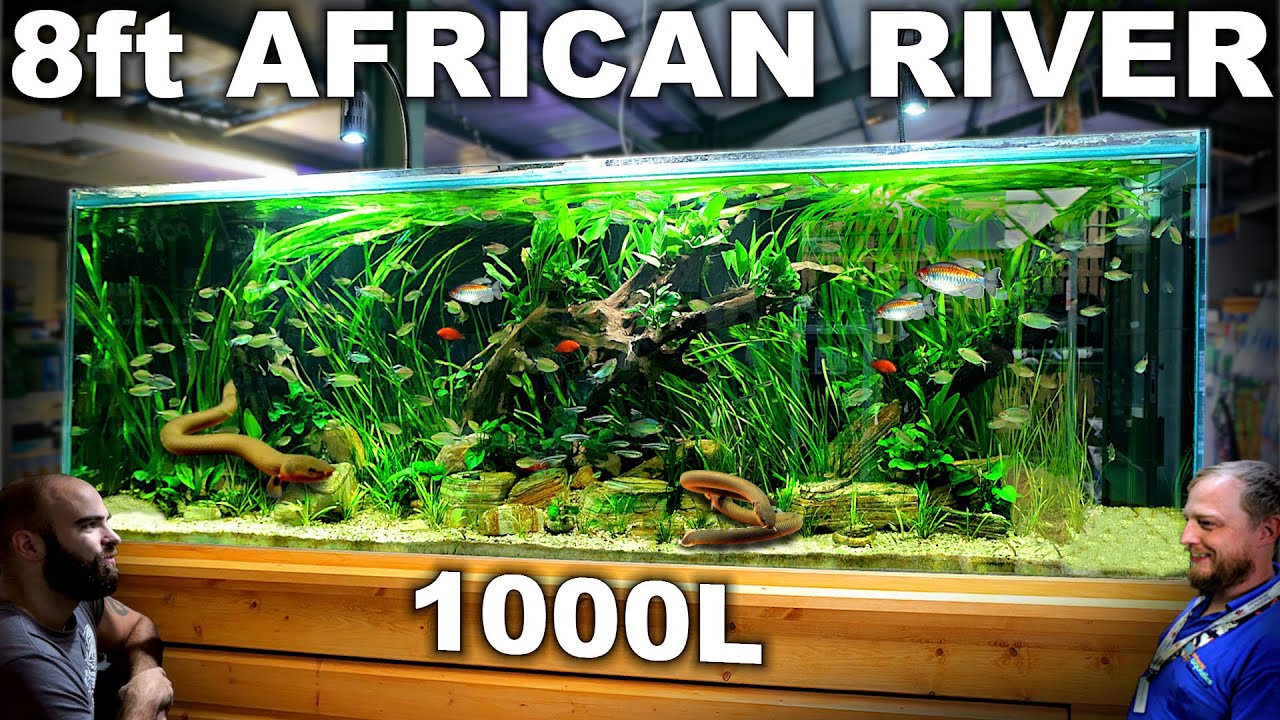 The 8ft African River Aquarium EPIC 1000L Build Over 300 Fish