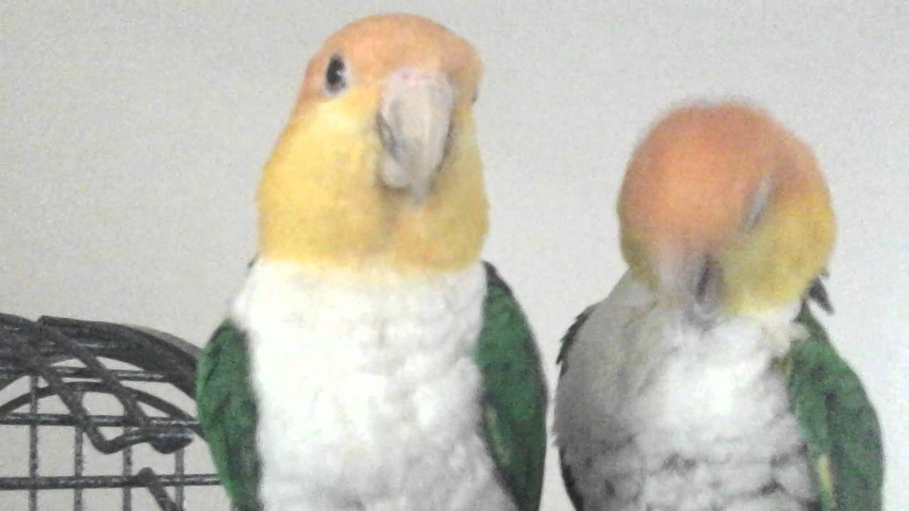Caiques playing - YouTube