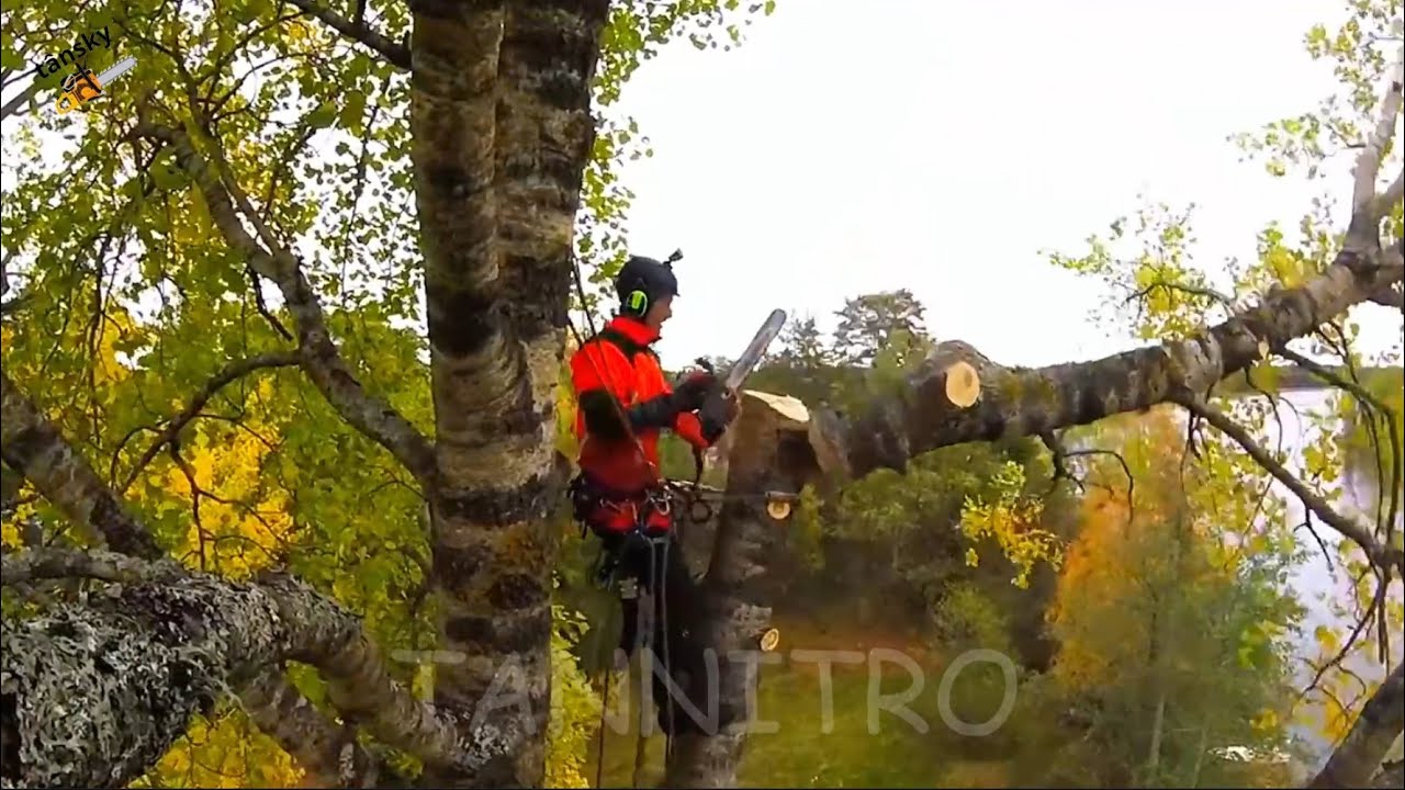 tânsky - super saw to cut down tree tops over 100m - YouTube