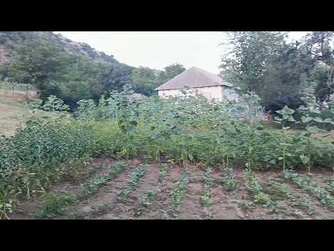 Yardımlı Rayonu Şəfəqli Kəndi.