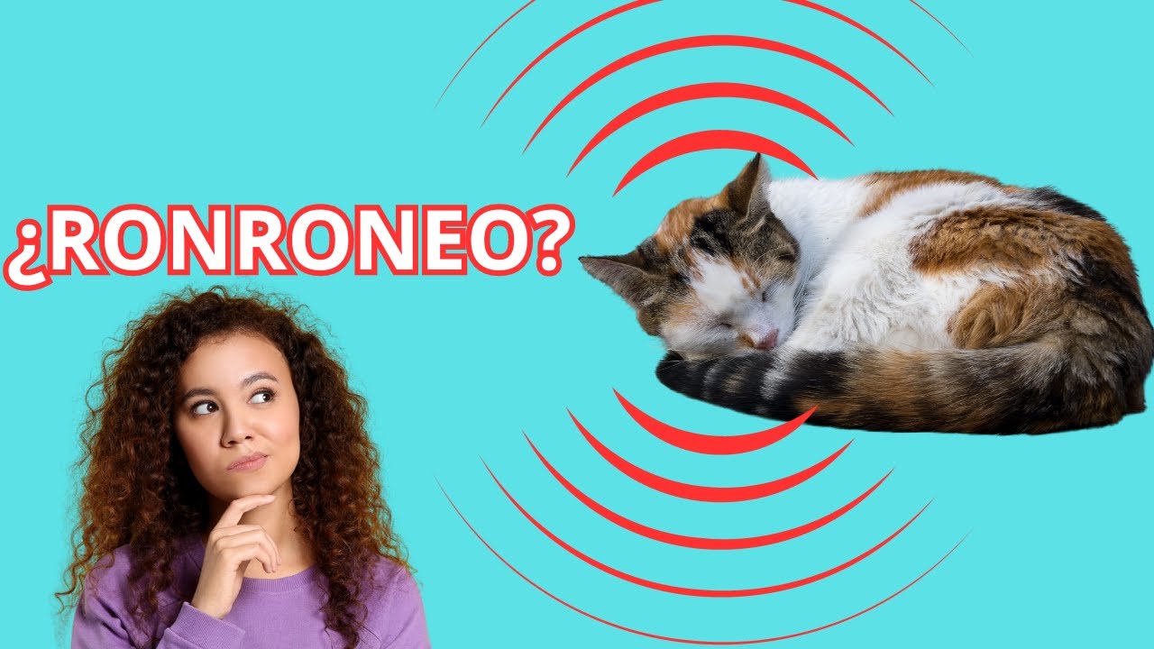 ¿POR QUÉ RONRONEAN? ¡NO SABIAS LOS MOTIVOS! ronroneo de gatos ...