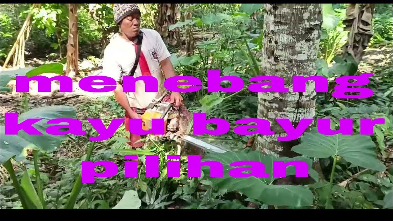 Menebang Kayu Bayur Tua Raksasa! Pasuh dari Majikan Baru! - YouTube