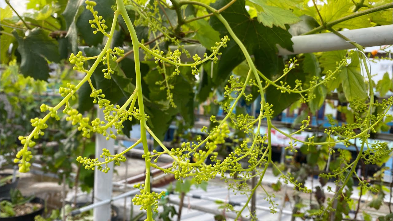 Perkembangan bunga anggur impor setelah pemberian GA3 - YouTube