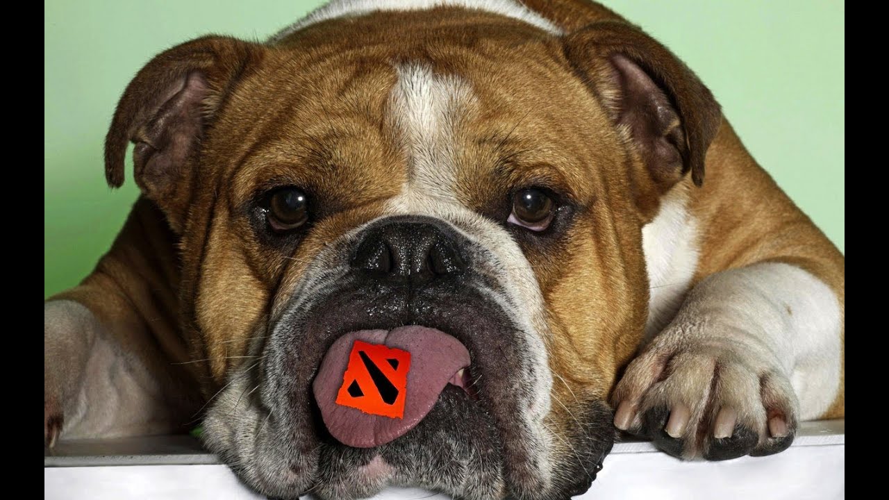 Dogs in Dota 2 - YouTube