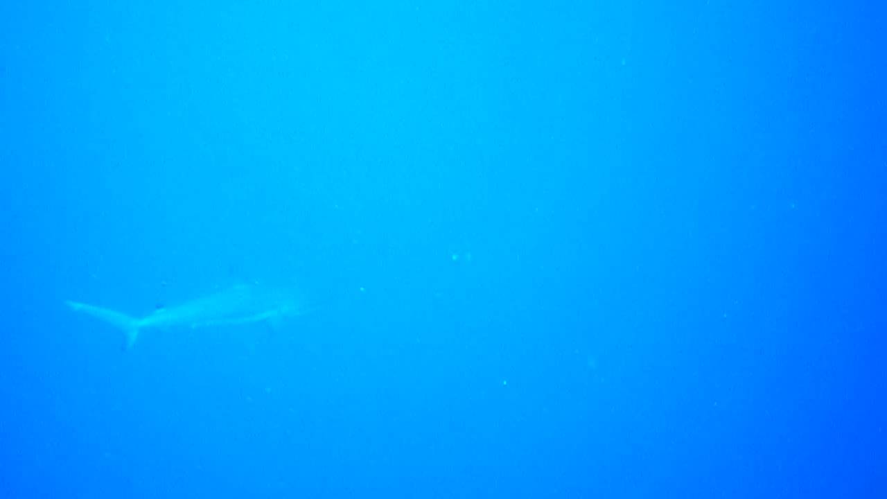 STX Sharks at Cane Bay - YouTube
