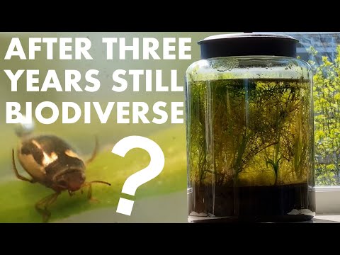 How biodiverse is this extremely biodiverse ecosystem after 3 years?