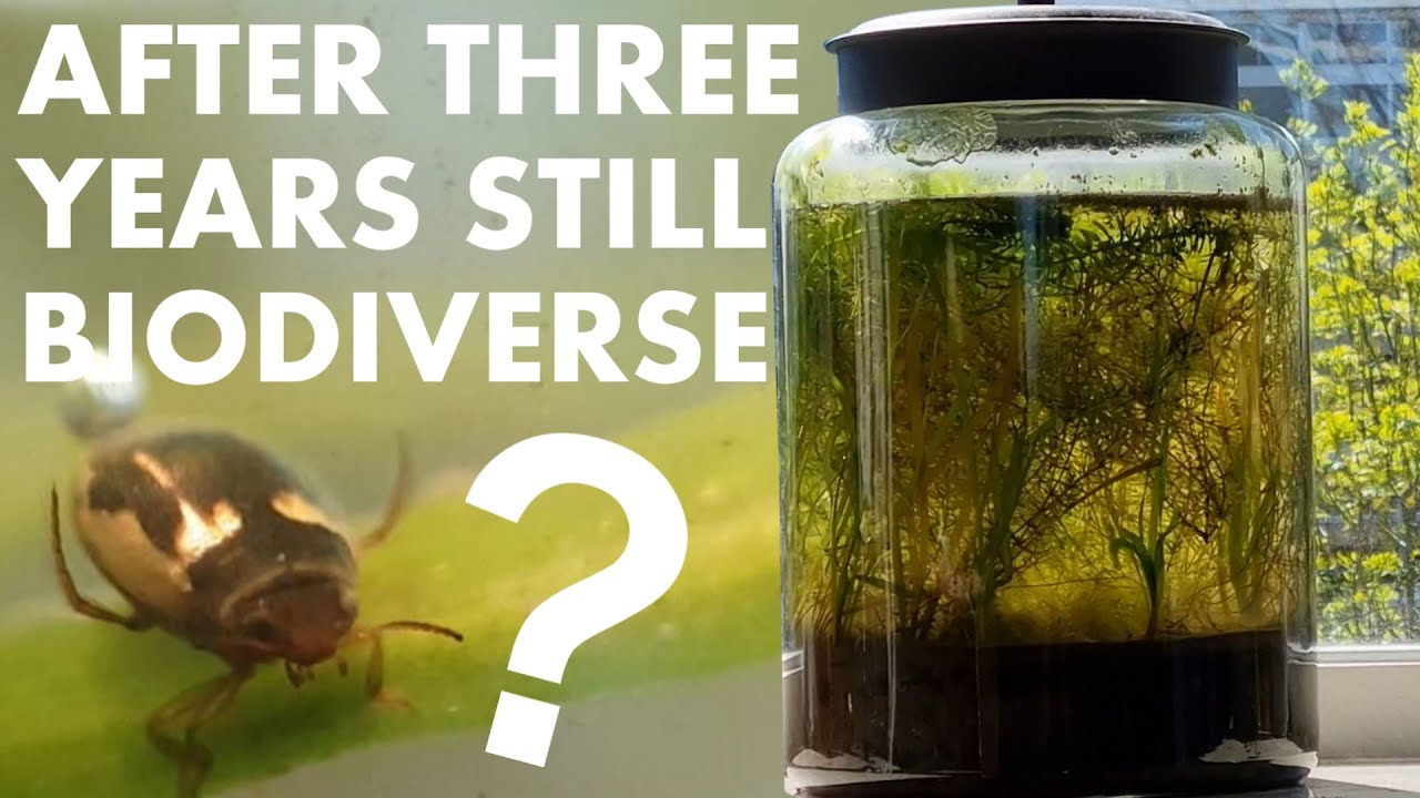 How biodiverse is this extremely biodiverse ecosystem after 3 years ...